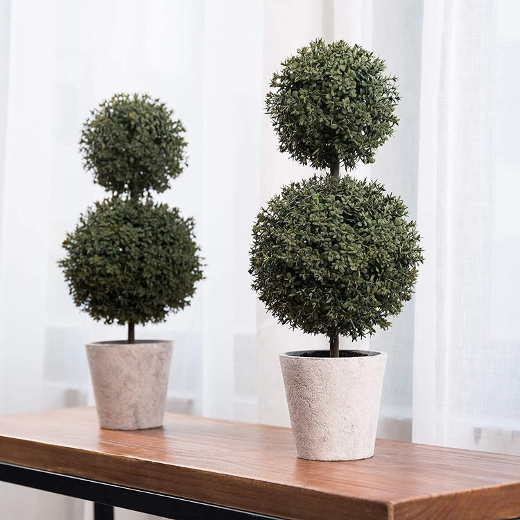 Live Boxwood Topiary